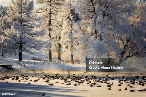 공원에서 아침 겨울 서리가 내린 풍경입니다 겨울 풍경입니다 가혹한 서 리 눈 덮인 나무 맑은 날씨입니다 아름 다운 겨울 계절 배경입니다 0명에 대한 스톡 사진 및 기타