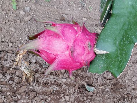 火龙果长气生根怎么办？科学种植与管理技术详解 一亩田