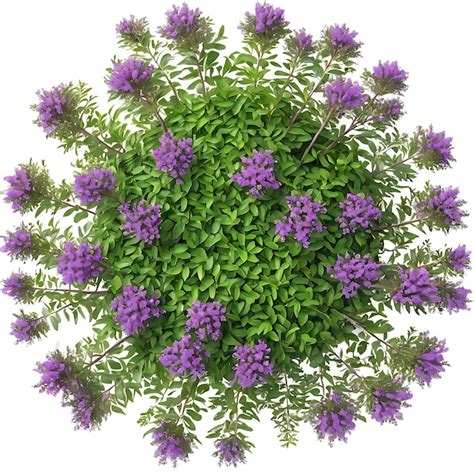 Premium Photo Purpurea Myrtle Tree Rendered From The Top View