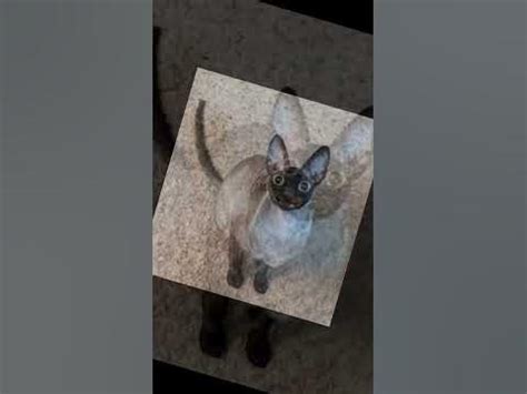 Ядовитый и летучий - YouTube