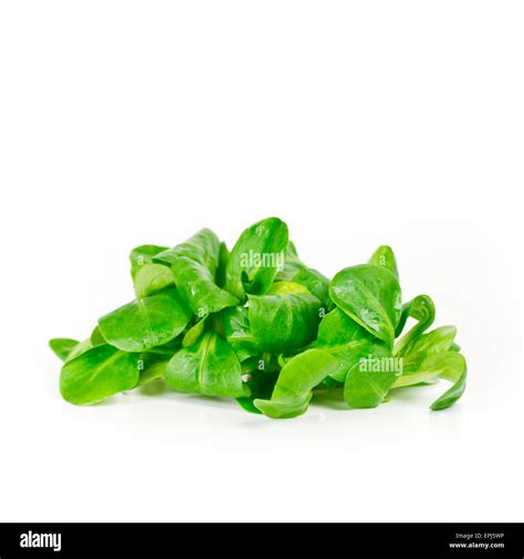 Rapunzel Salat Cut Out Stock Images Pictures Alamy