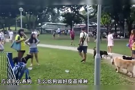 为什么日本几乎没有狂犬病一是素质高再看看别人立法 立法 素质 日本
