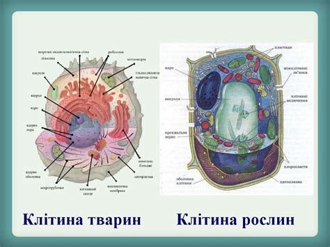 Будова рослинної та тваринної клітини 6 клас презентация онлайн