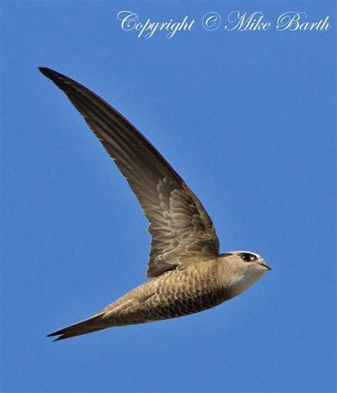 Pallid Swift Alchetron The Free Social Encyclopedia