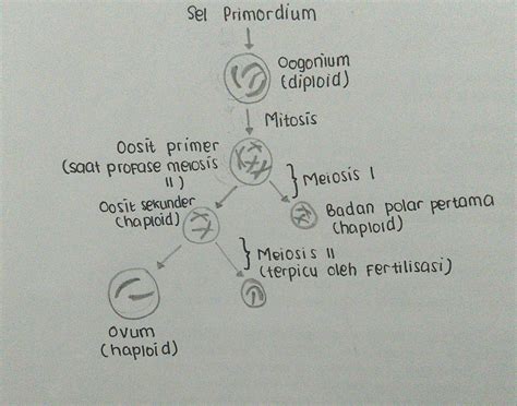 Laporan Eksperimen Pembelahan Sel