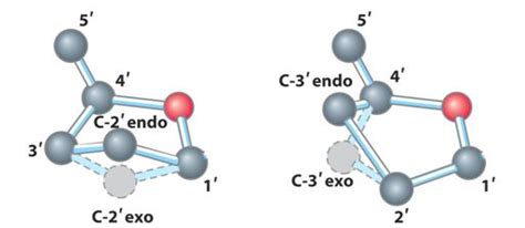 LET S LEARN PLANTS Basics Of DNA Structure