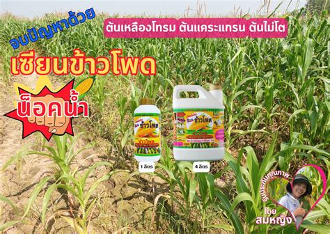 หมอหน่อย สอนขายปุ๋ยอินทรีย์ออนไลน์ ต้นอ่อนเมล็ดงอกโกโก้ อายุ 19 วันค่ะ เมล็ดงอกโกโก้ อำเภอ