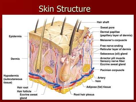 Detail Gambar Sistem Integumen Koleksi Nomer 21