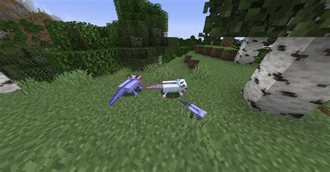 How To Get A Blue Axolotl In Minecraft Shockbyte