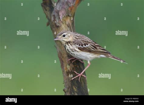 Tree Pipit Baumpieper Anthus Trivialis Ssp Trivialis Germany Stock Photo Alamy