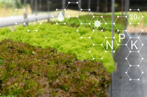 온실 정원에서 유기농 수경 재배 채소 생산 디지털 기술 농업 및 스마트 농업 개념 Brand Name Smart Phone에 대한 스톡 사진 및 기타 이미지 Brand