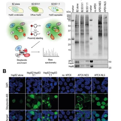 Apex Mediated Proximity Labelling To Uncover The Composition Of Hspb2