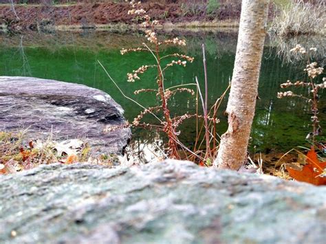 Premium Photo Surface Level Of Stream