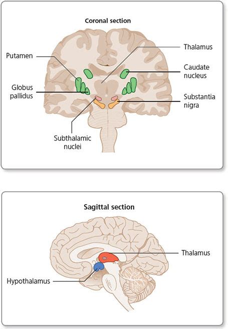 Subthalamic Nucleus Sagittal