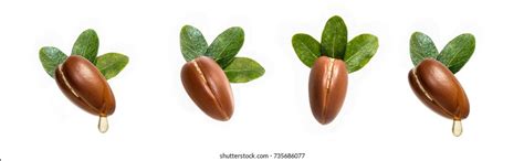 11659 아르간 이미지 스톡 사진 및 벡터 Shutterstock