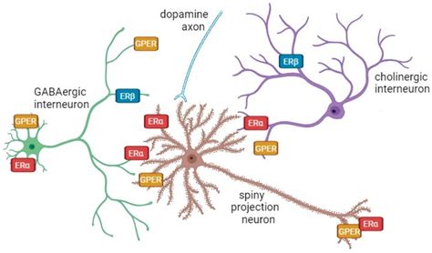Sex And Estradiol Effects In The Rodent Dorsal Striatum Lewitus Sex And Estradiol Effects In The Rodent Dorsal Striatum Lewitus