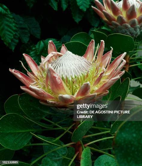 King Protea Protea Cynaroides Photos And Premium High Res Pictures