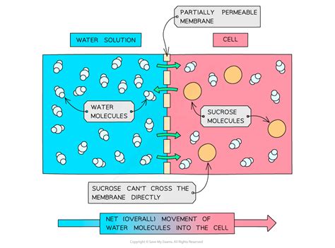 Osmosis Aqa Gcse Combined Science Trilogy Revision Notes 2016