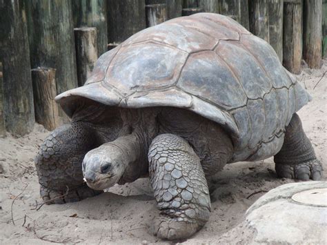 Giant Tortoise Wikipedia