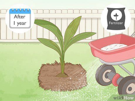How To Grow A Coconut Tree 10 Steps With Pictures WikiHow