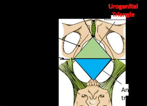 Anatomy Perineum Flashcards Quizlet