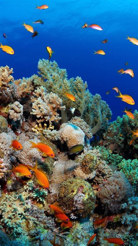 Как установить живые обои на айфон Xr Обои Живописные фотографии Красивые обои на айфон