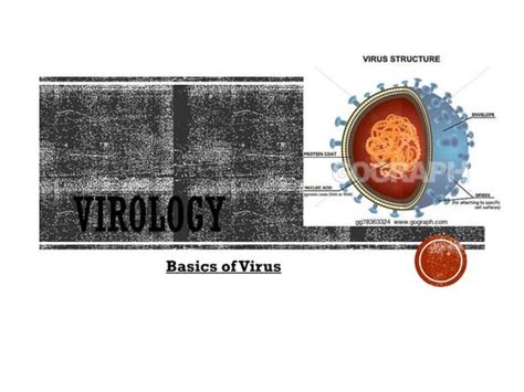 Classification Of Virus Symmetry Pptx Biological Sciences Science