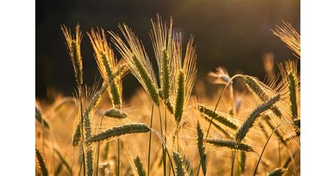 Цените на основни зърнени стоки се повишават на световните борси през седмицата Български Фермер