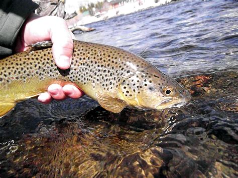 Central Pa Trout Bum