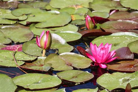 수련 꽃 물 Pixabay의 무료 사진 Pixabay