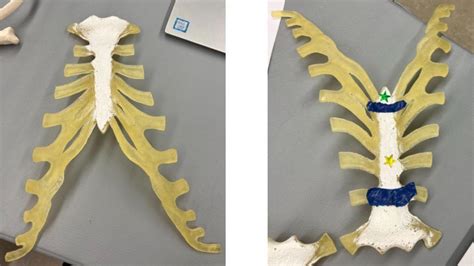 Sternum Model Diagram Quizlet