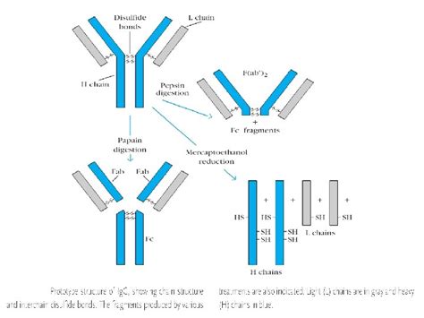 Immunoglobulin Structure And Function Immunoglobulins Structure And Function