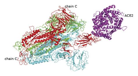The Simulation Model Of Sars Cov Spike Glycoprotein And Download Scientific Diagram