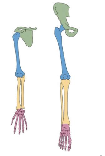 Anatomy Appendicular Skeleton Flashcards Quizlet
