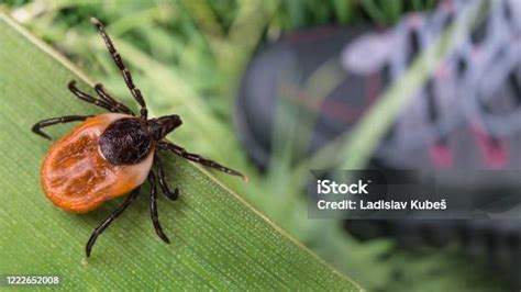 녹색 잔디에 하이킹 부츠에 숨어 사슴 진드기와 발 익소데스 리시누스 또는 견갑골 자연의 위험 진드기에 대한 스톡 사진 및 기타 이미지 Istock