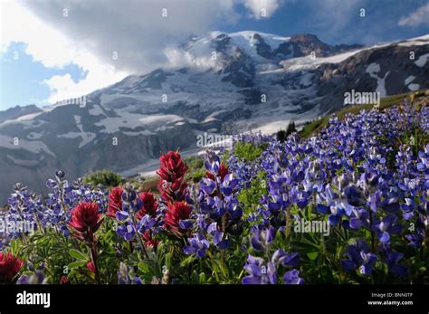 Wild Flowers Flowers Meadow Paradise Valley Mount Rainier Mt Rainier