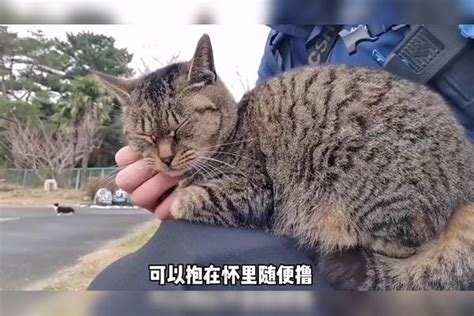 一座猫咪比人还多的岛屿，猫咪在猫岛上无忧无虑的生活着，还可以随便撸哦