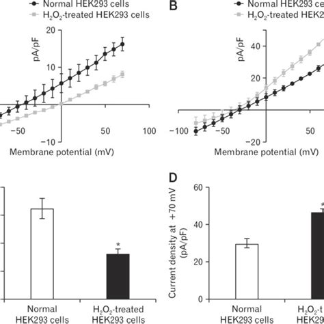 Type 3 Small Conductance Calcium Activated Potassium Current Density In Download Scientific