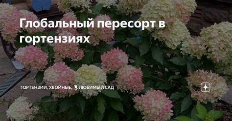 Глобальный пересорт в гортензиях Гортензии хвойные 🌷любимый сад Дзен