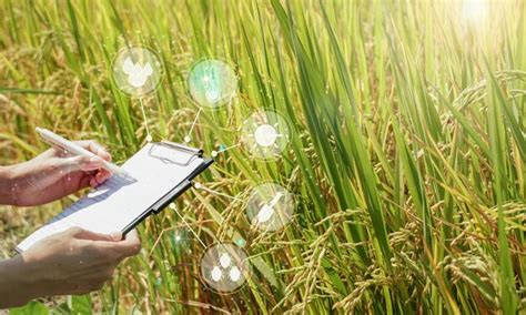 Premium Photo Hand Using Mobile Inspecting Rice In Agriculture Garden