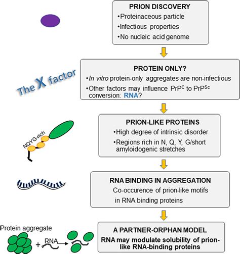 Flowchart Of The Milestones Of The Prion And Prion Like Concept