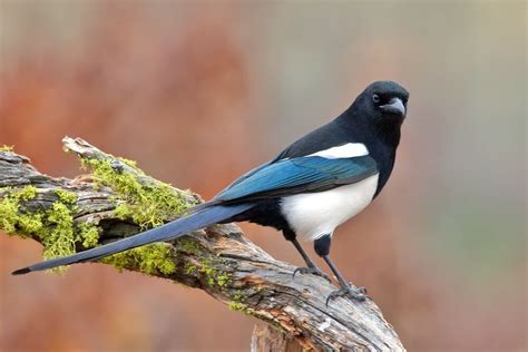 Black Billed Magpies Common But Uncommonly Smart Montana Natural History Center