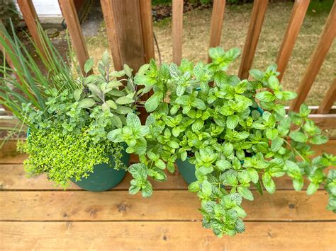 tips for growing mojito mint plants