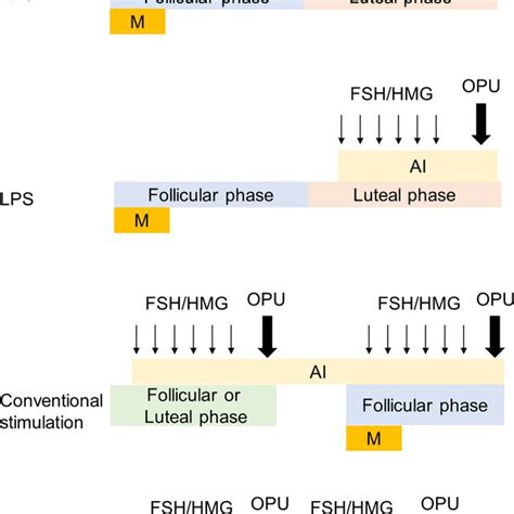 Schemata Of Ovarian Stimulation Protocols Ai Aromatase Inhibitor Download Scientific Diagram