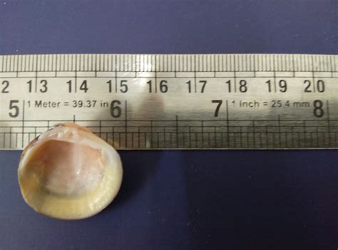 Can Anyone Help Me Out For This Bivalve Identification Collected From The Indian Coast