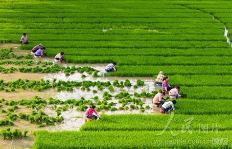 江苏泗洪抢抓农时栽水稻 人民图片网