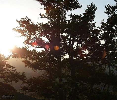Free Picture Tree Sunset Treetop Branches
