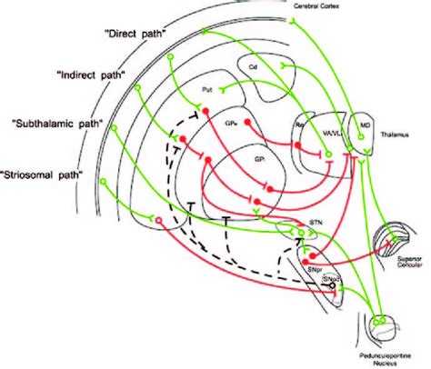 2 parallel loops among the basal ganglia thalamus and cortex download scientific diagram