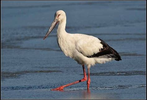 送子鸟图册360百科