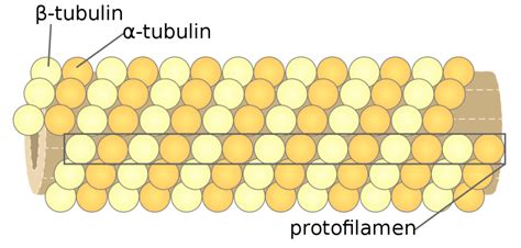 Fakta Mikrotubulus Organel Yang Mempertahankan Bentuk Sel